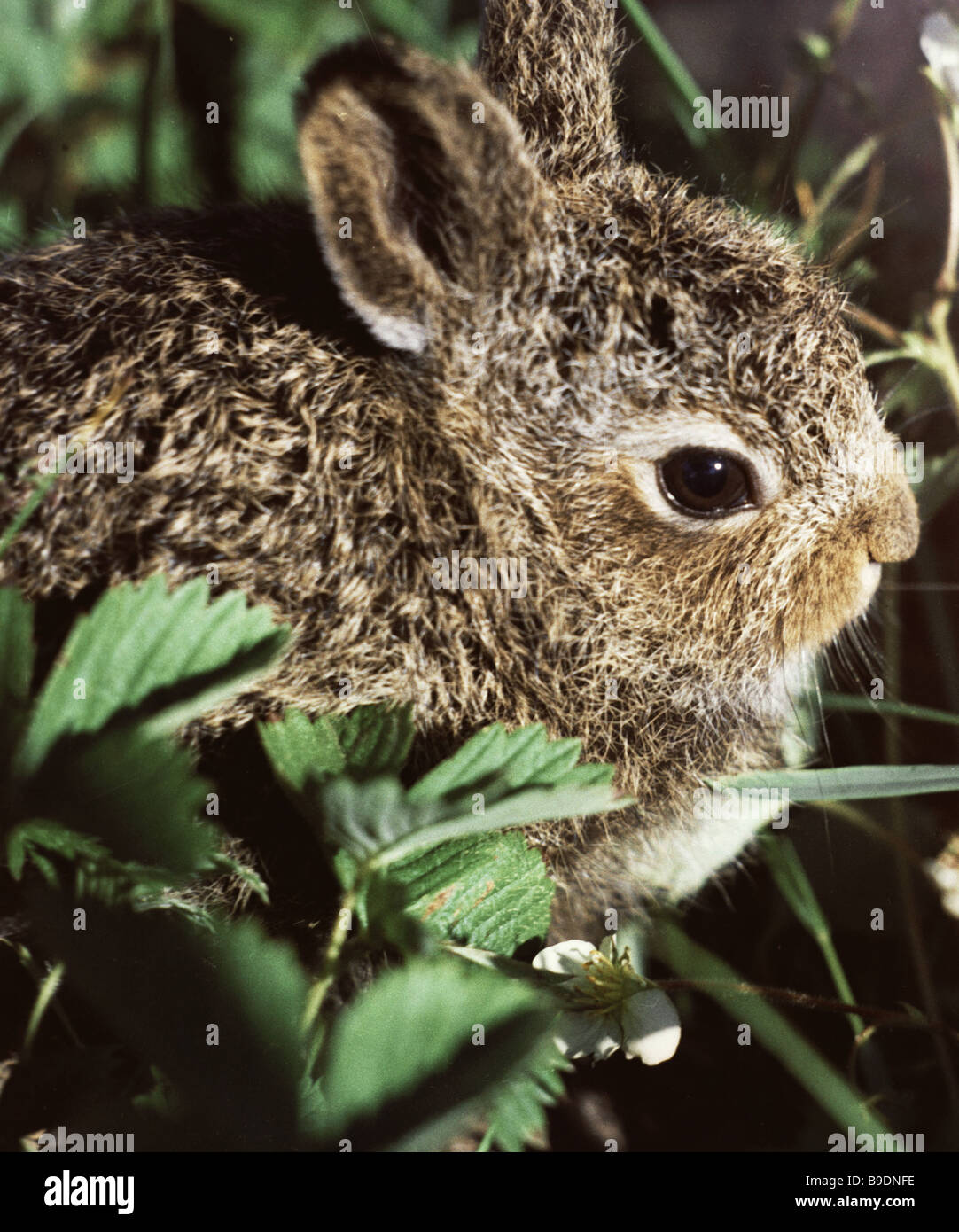 Manchurian hare in the Sikhote Alinsky nature reserve Stock Photo - Alamy