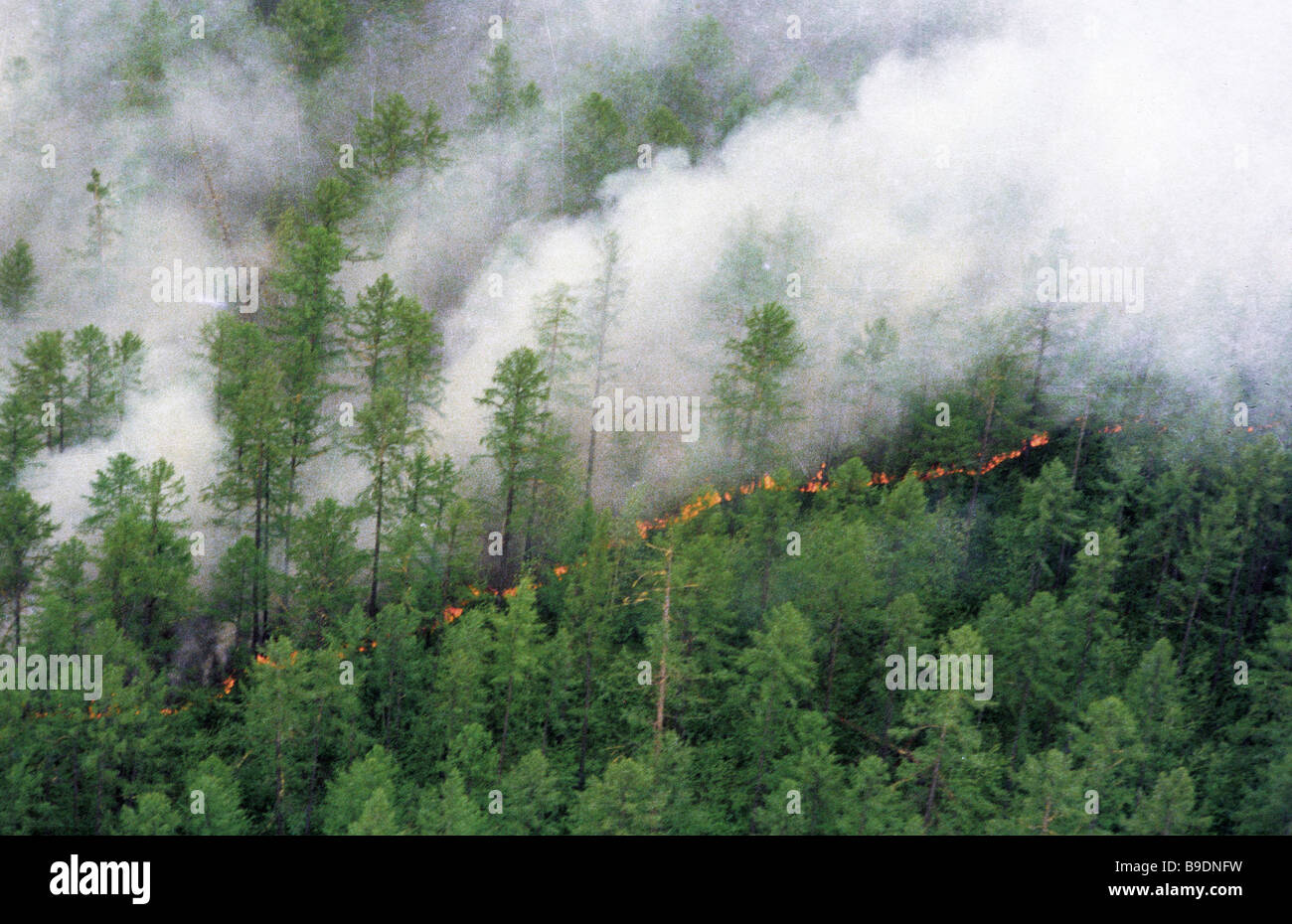 A fire in the taiga Stock Photo - Alamy