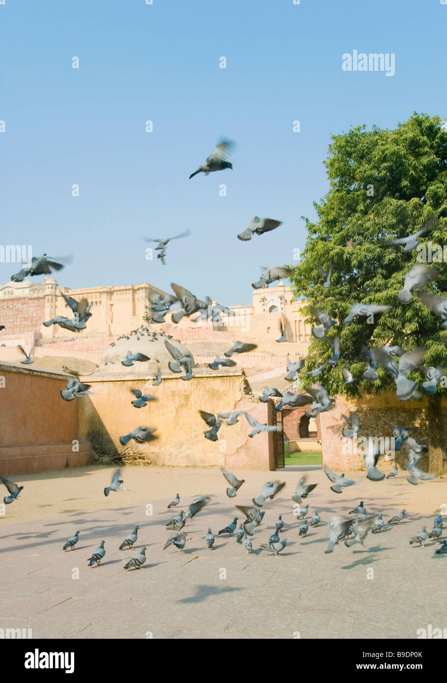 Pigeons in a fort, Amber Fort, Jaipur, Rajasthan, India Stock Photo - Alamy