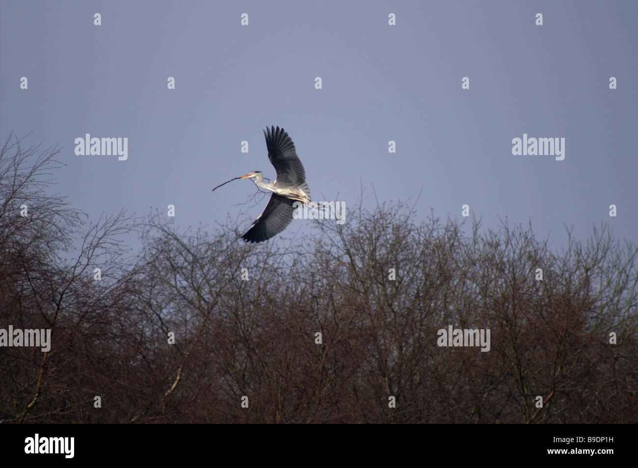 Short neck heron hi-res stock photography and images - Alamy