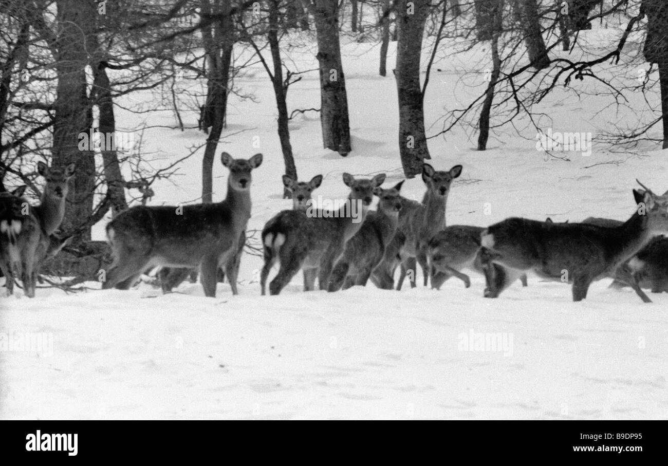 Herd of Persian gazelles in the Shirvan State Reserve Stock Photo - Alamy
