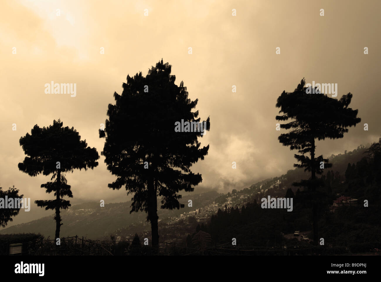 Silhouette of trees, Darjeeling, West Bengal, India Stock Photo - Alamy