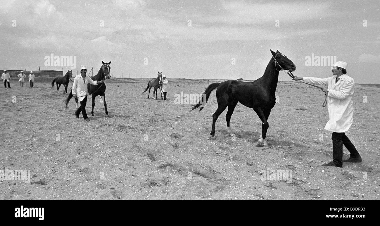 Horses of the Dagestansky sovkhoz Stock Photo - Alamy
