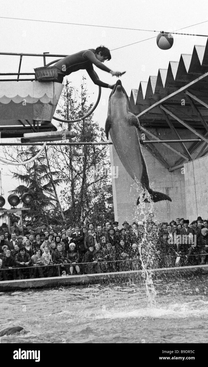 A performance in the Batumi dolphinaruim Stock Photo - Alamy