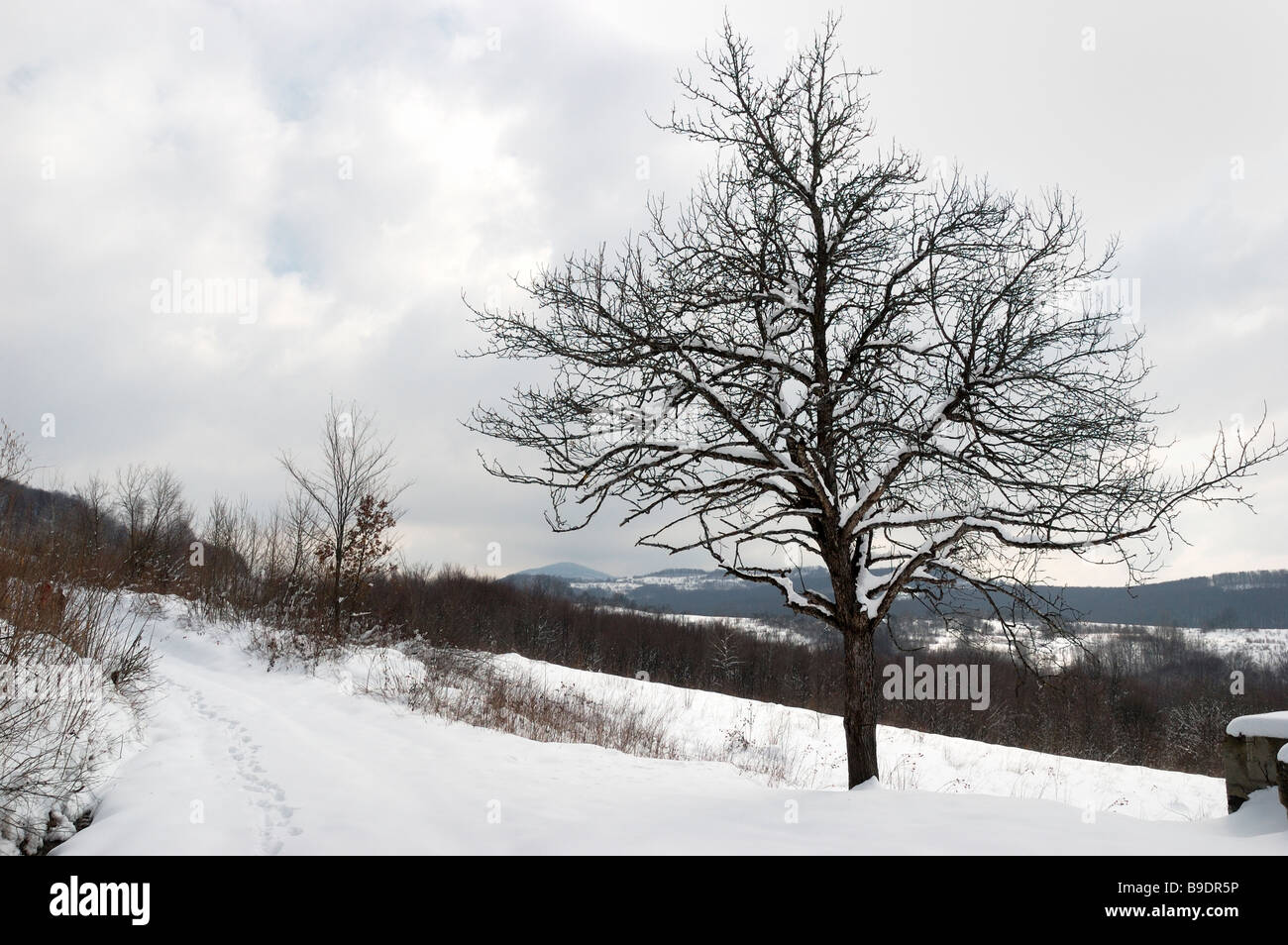 Bare tree in winter landscape Stock Photo - Alamy