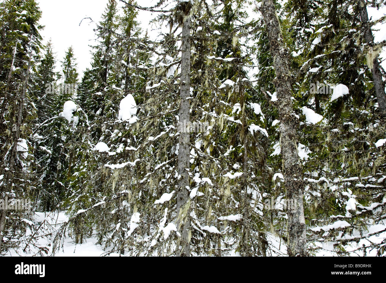 Swedish forest forests pine tree hi-res stock photography and images ...