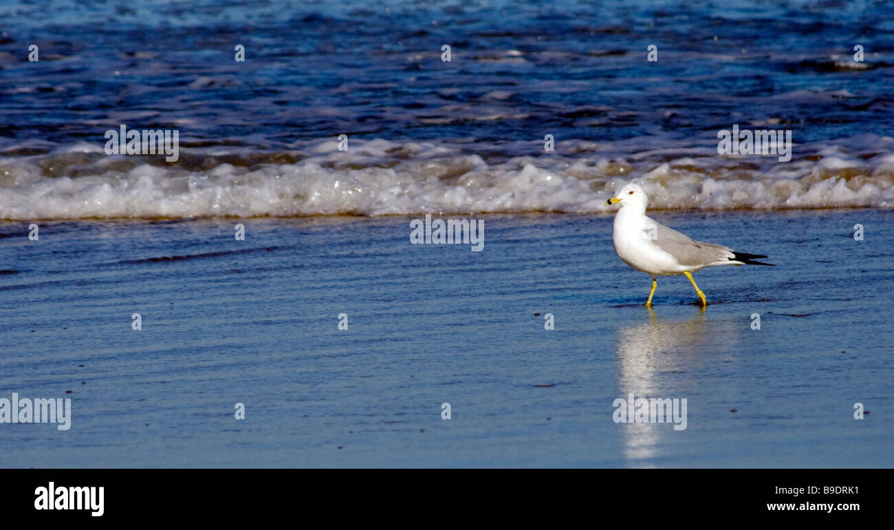 A seagull stands in the shallows on a beach in San Diego, California ...