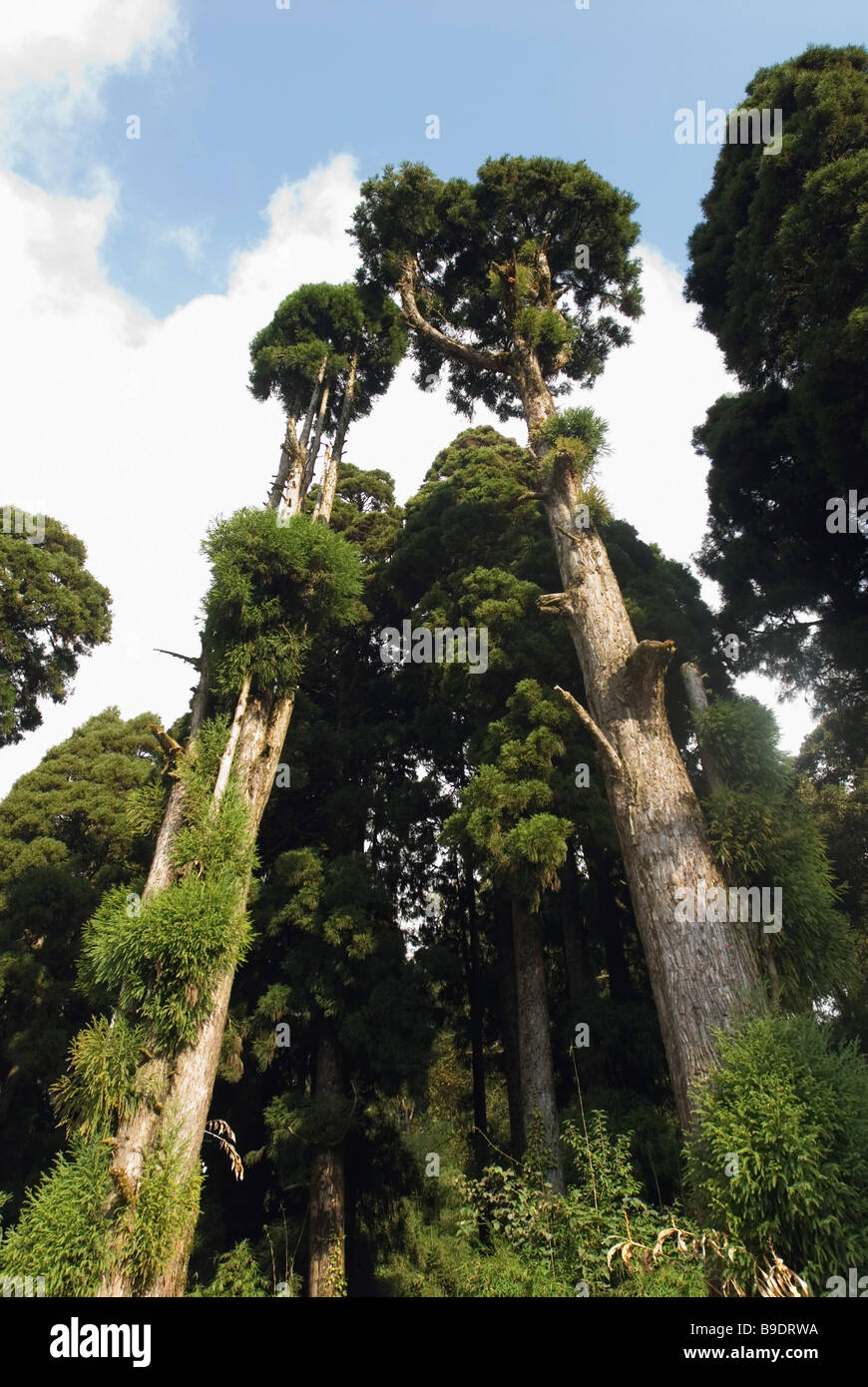 Trees in a forest, Darjeeling, West Bengal, India Stock Photo - Alamy