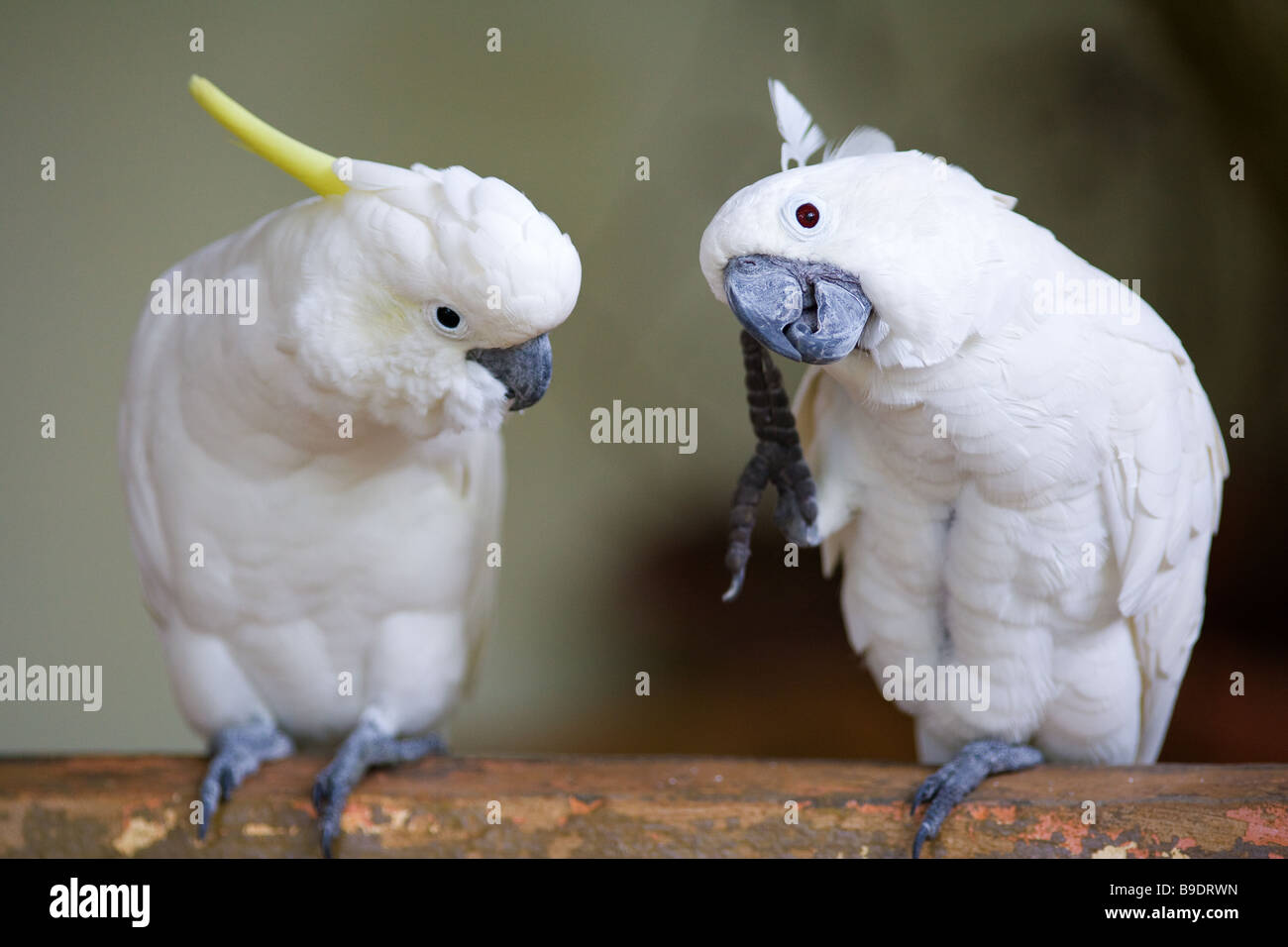 White cockatoos hi-res stock photography and images - Alamy