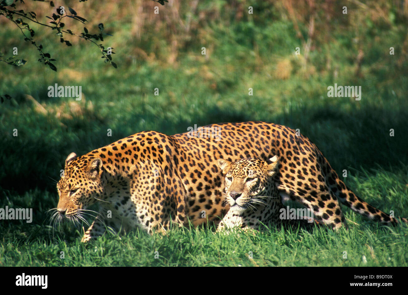 Leopard Panthera pardus moving in tall grass Largest of spotted cats in ...