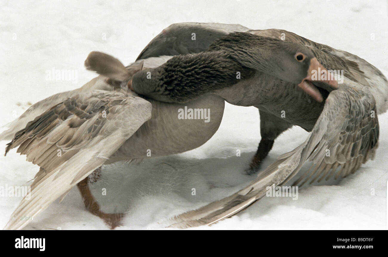 Geese fight on snow Stock Photo - Alamy