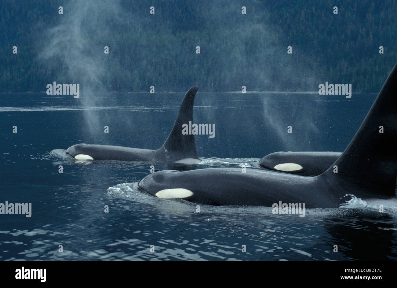 orque ENDANGERED SPECIES CANADA British Columbia Orca of Killer Whale ...