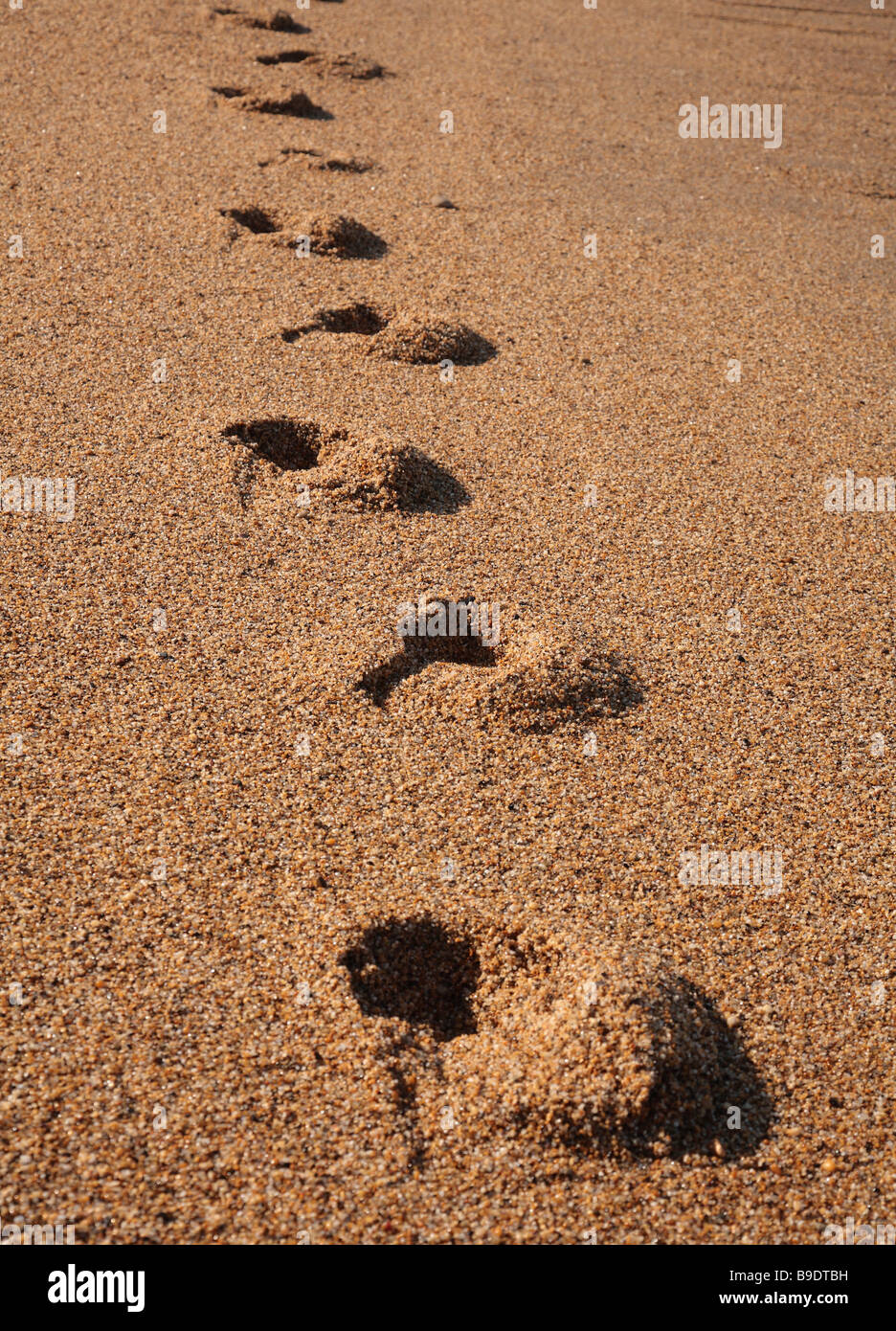 footsteps in sand Stock Photo - Alamy
