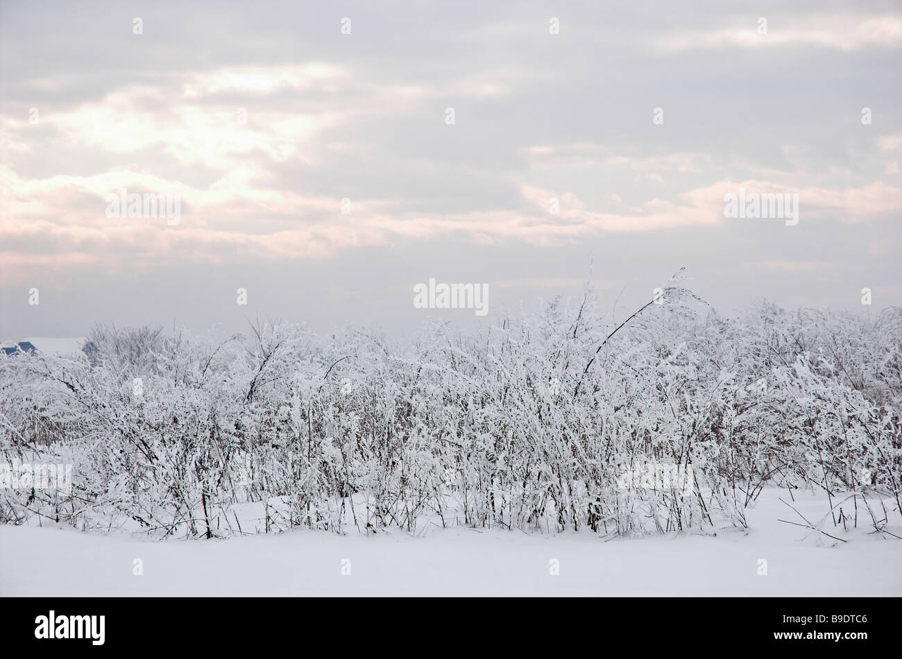 Frosty winter scene Stock Photo - Alamy