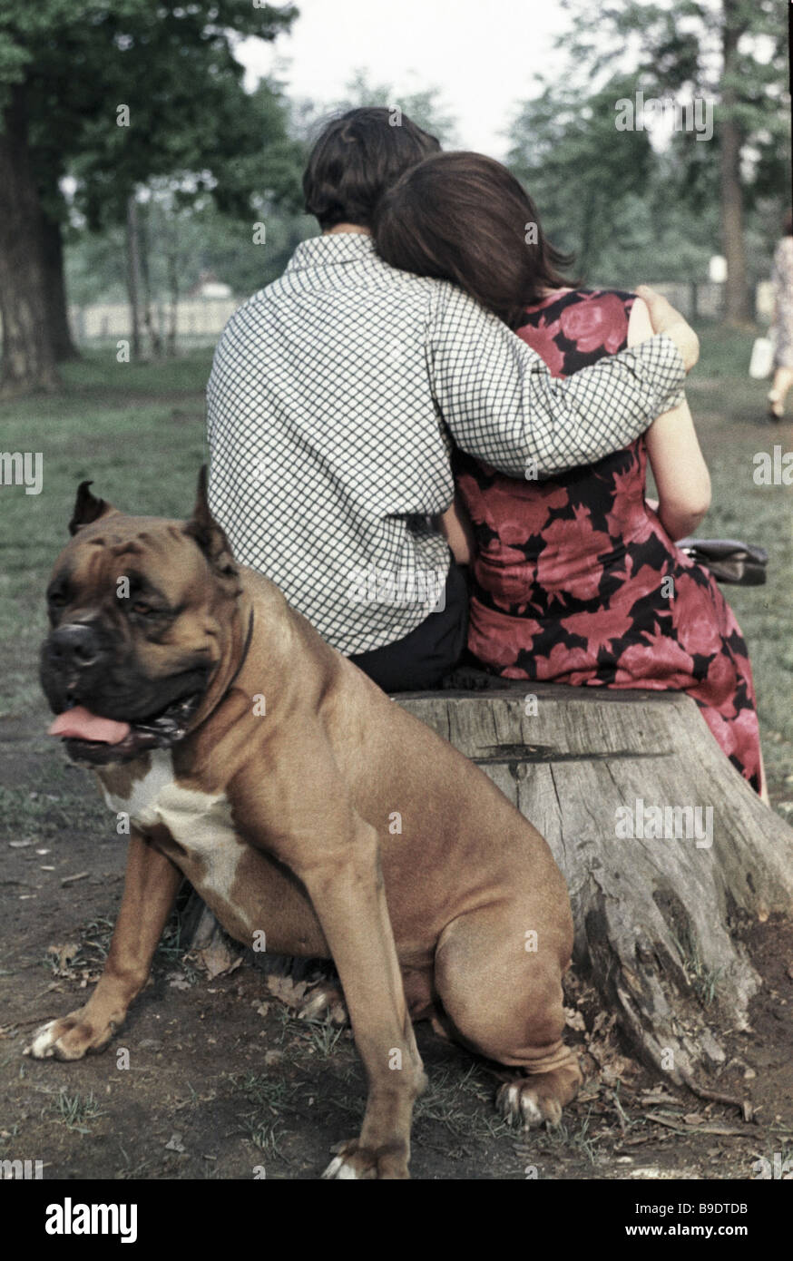 A boxer dog guarding sweethearts Stock Photo - Alamy