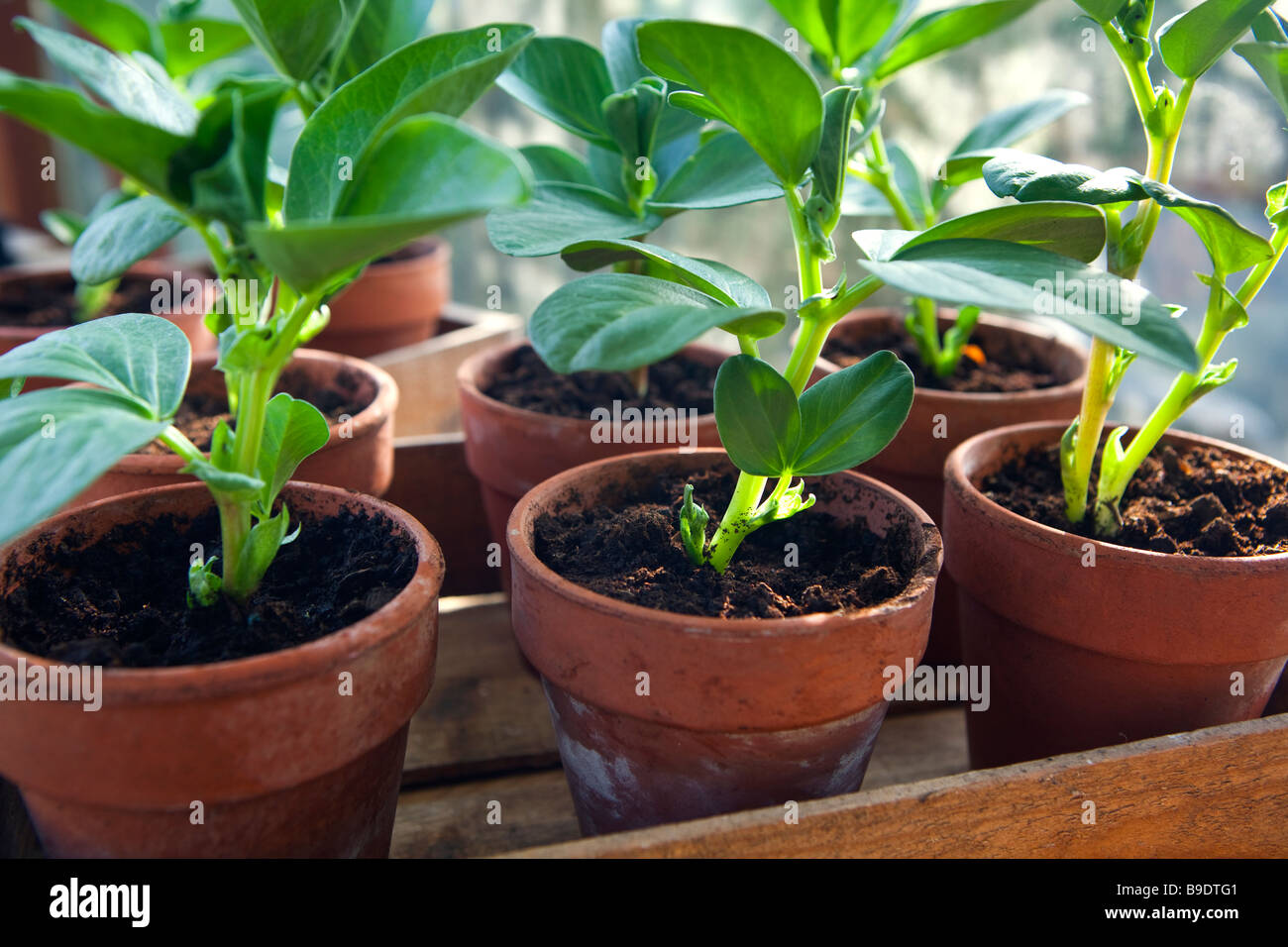Broad bean plants hi-res stock photography and images - Alamy