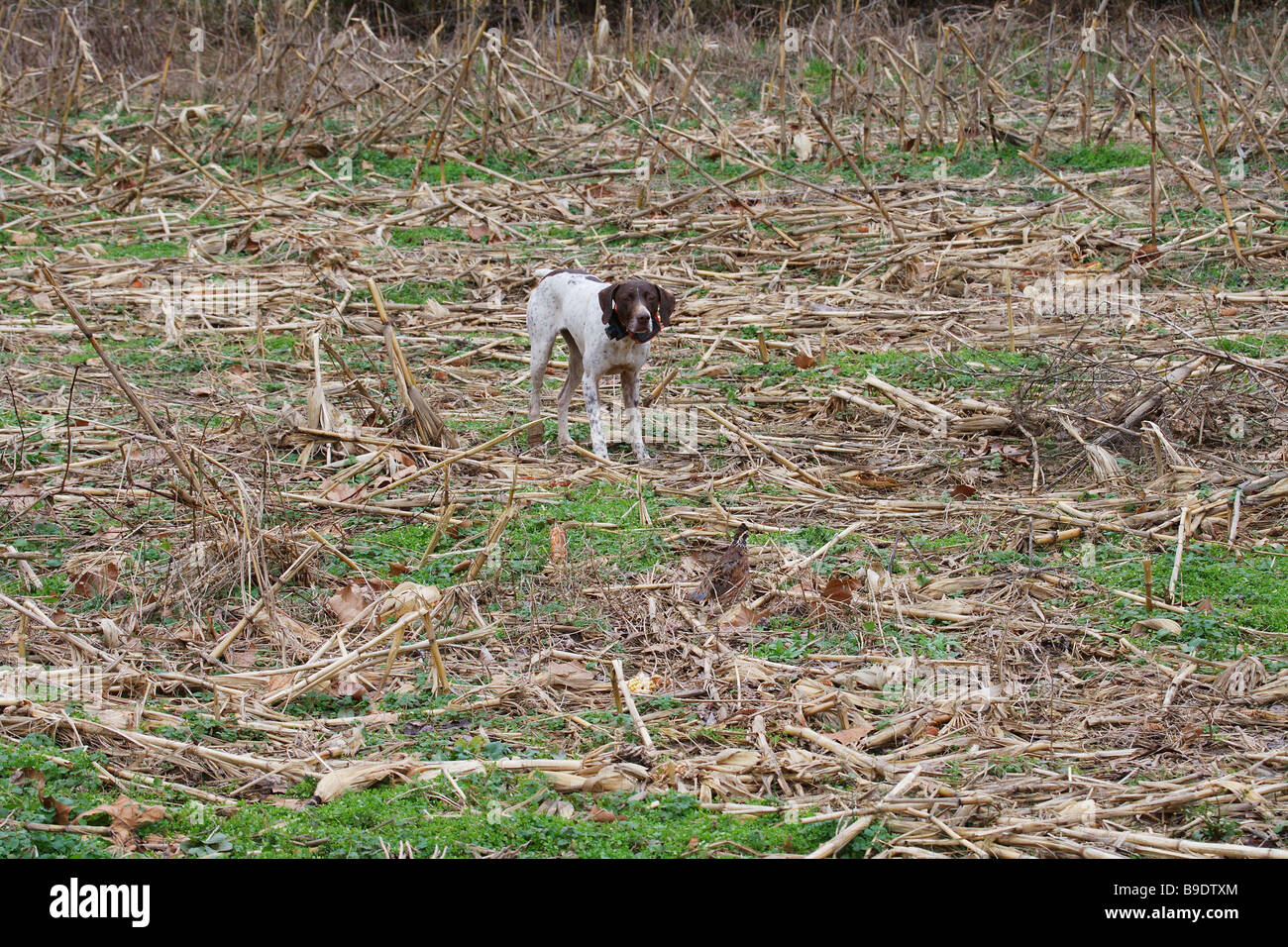 GERMAN SHORT HAIR POINTER POINTING A BOBWHITE QUAIL Stock Photo - Alamy