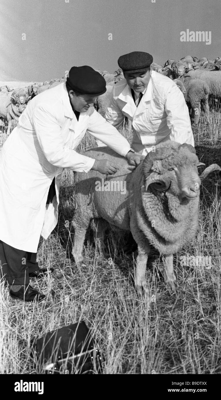 Veterinarians inspect the sheep at Kuyuk state farm Stock Photo - Alamy