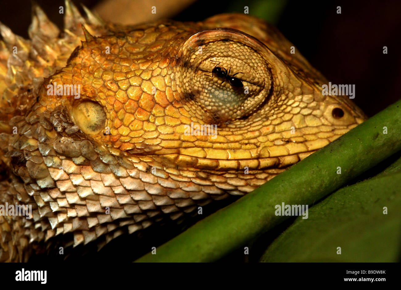 A whimsical image showing an ant perched on the eyelid of a common ...