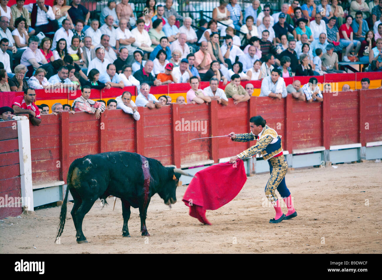 Square bull hi-res stock photography and images - Alamy