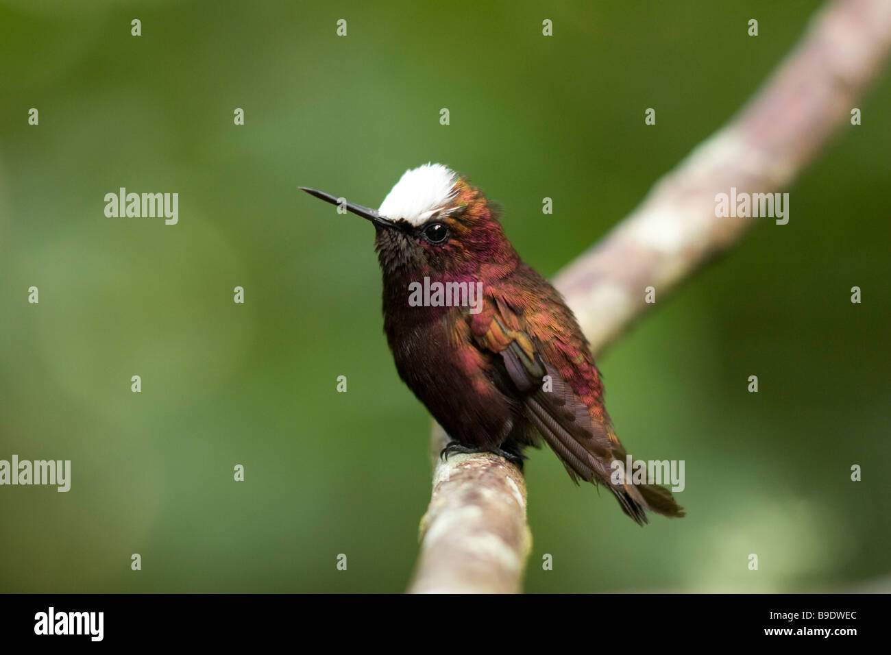 Snowcap Microchera albocoronata hummingbird Stock Photo - Alamy