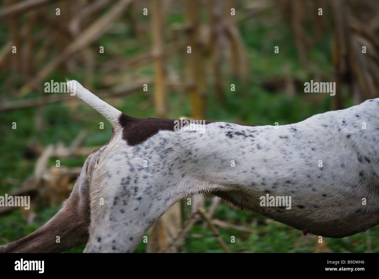 CLOSE UP GERMAN SHORT HAIRED POINTERS HIND QUARTER AND TAIL Stock Photo ...