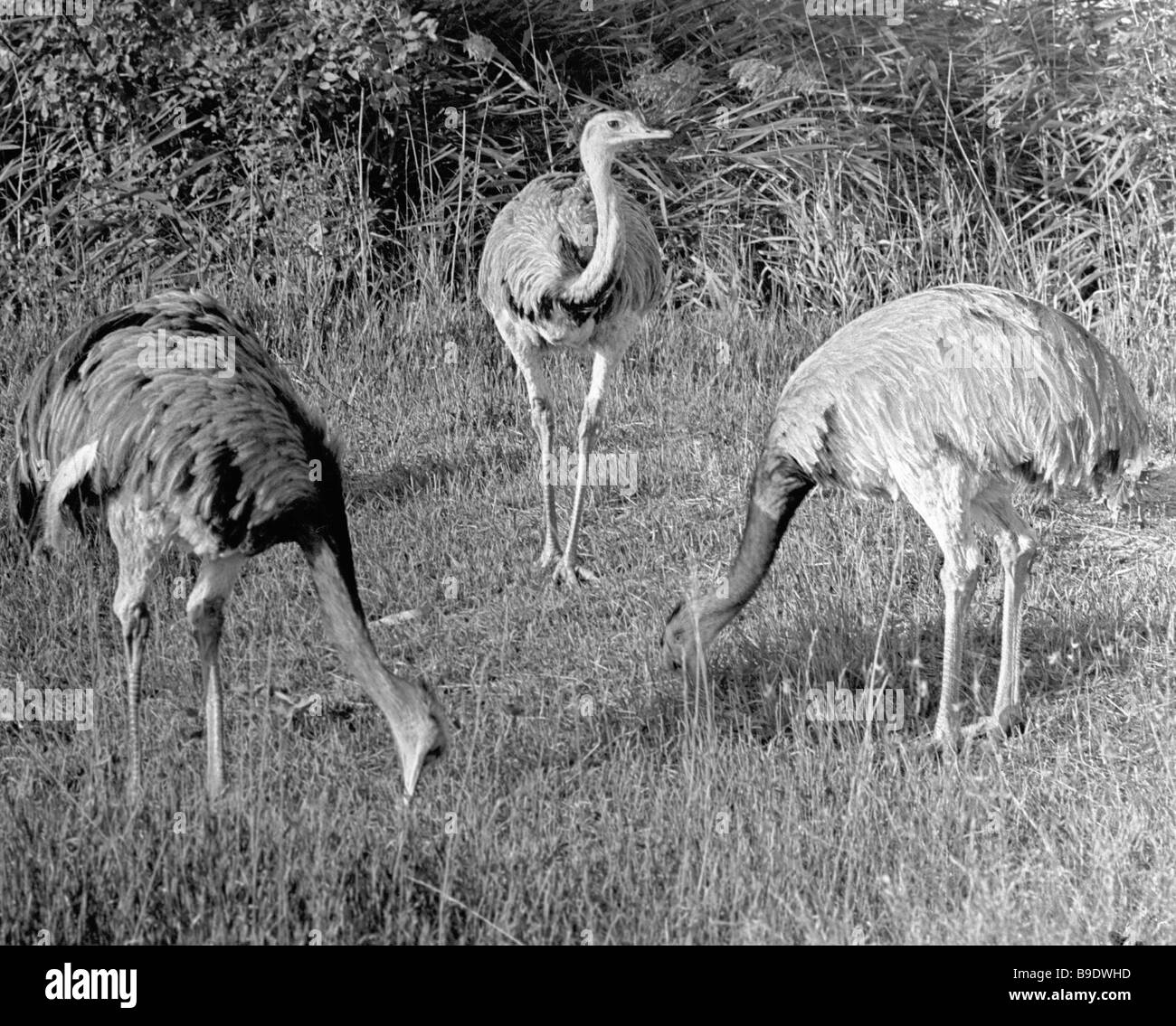 Rhea ostriches at the Askania Nova Nature Preserve Stock Photo - Alamy