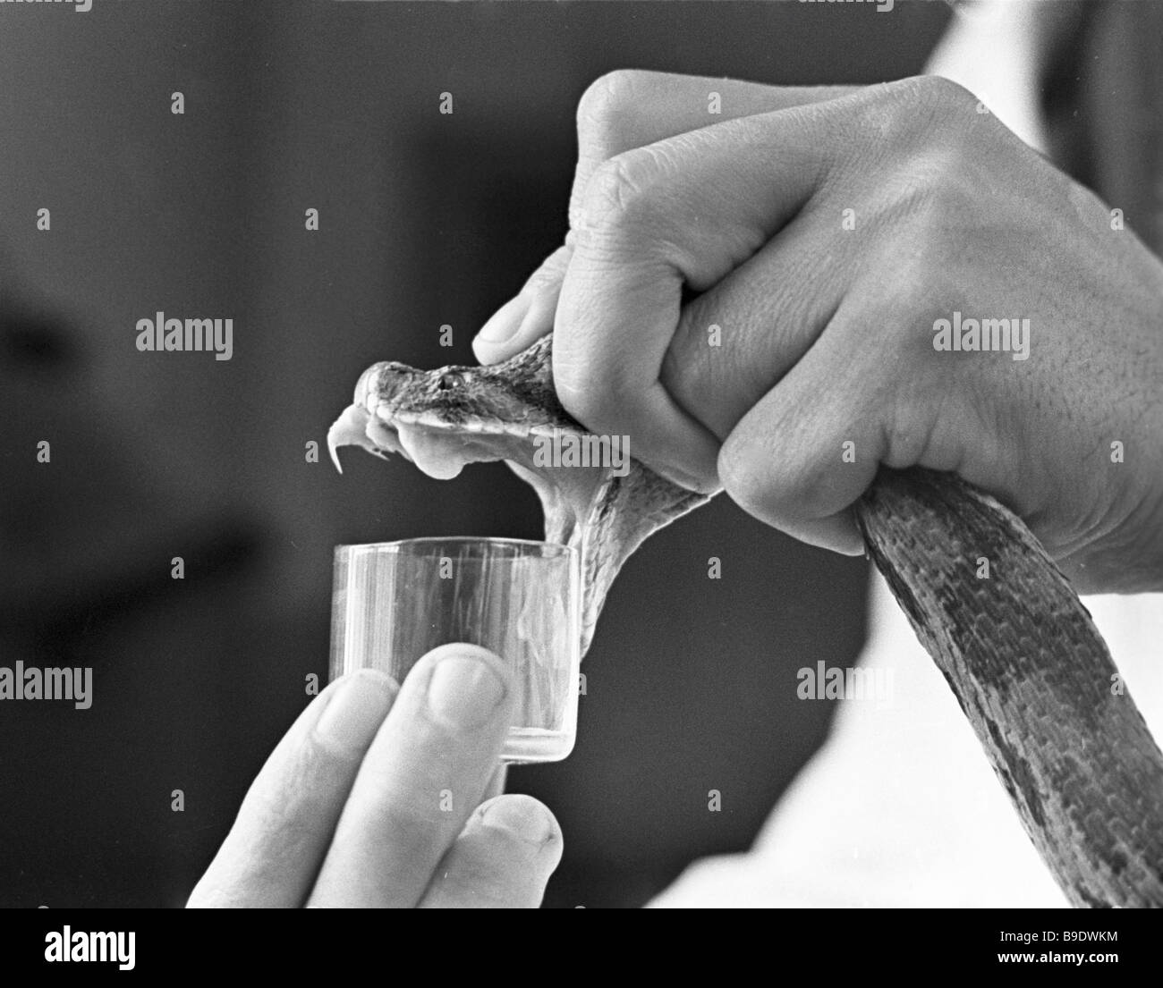 Extracting snake venom herpetological lab Stock Photo - Alamy