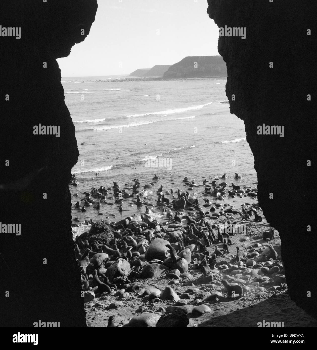 Seal rookery on the Komandor archipelago Stock Photo - Alamy