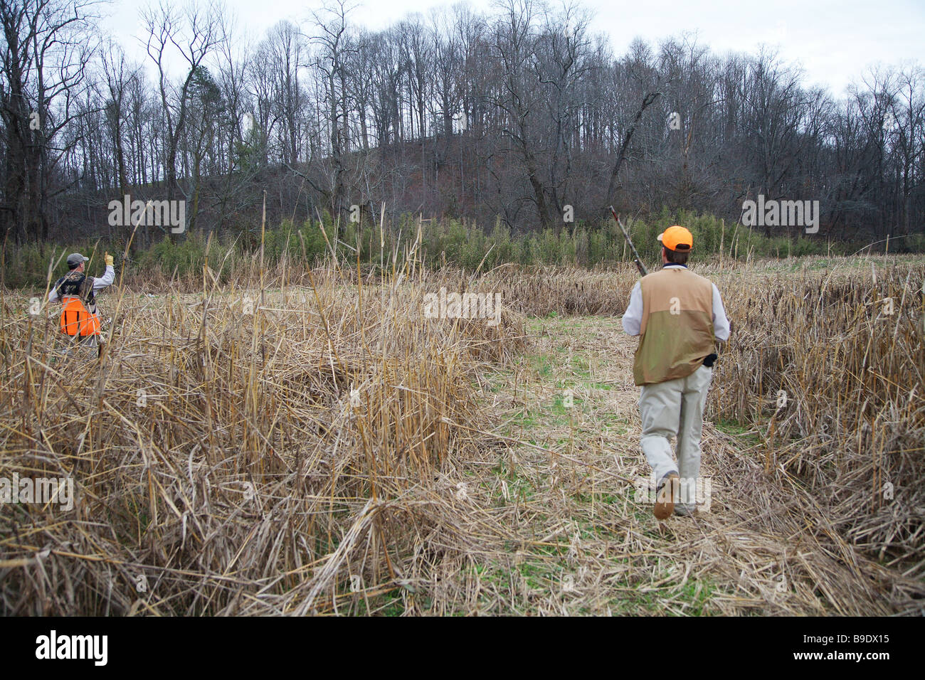 HUNTING GUIDE AND BIRD HUNTING WALKING OPEN FIELD Stock Photo - Alamy