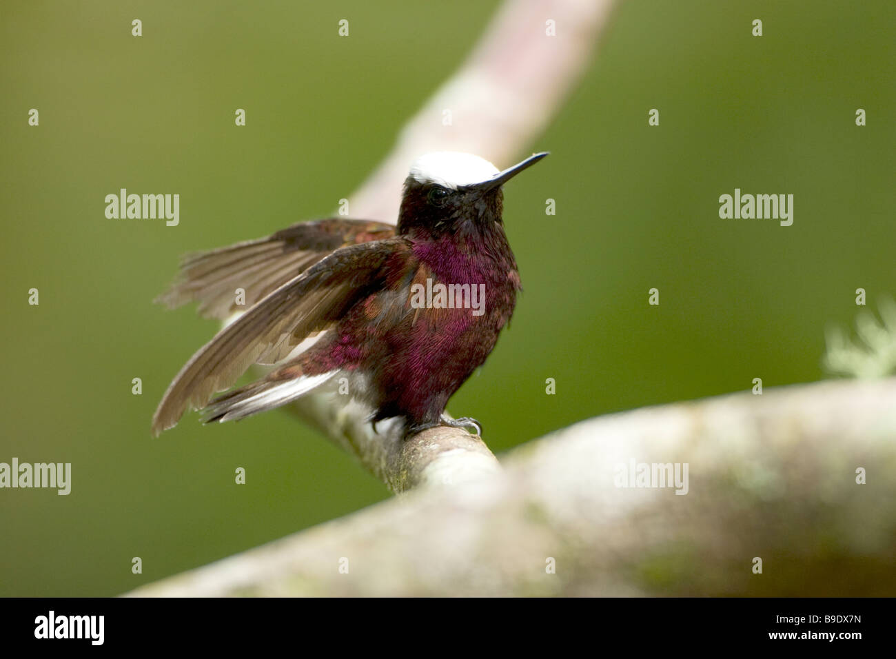 Snowcap Microchera Albocoronata Hummingbird High Resolution Stock ...