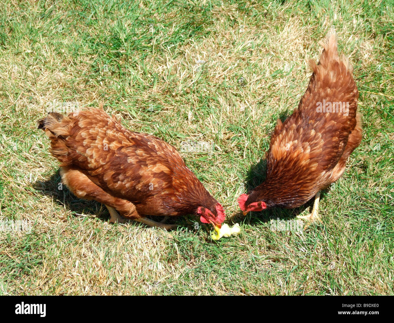 Two hens hi-res stock photography and images - Alamy
