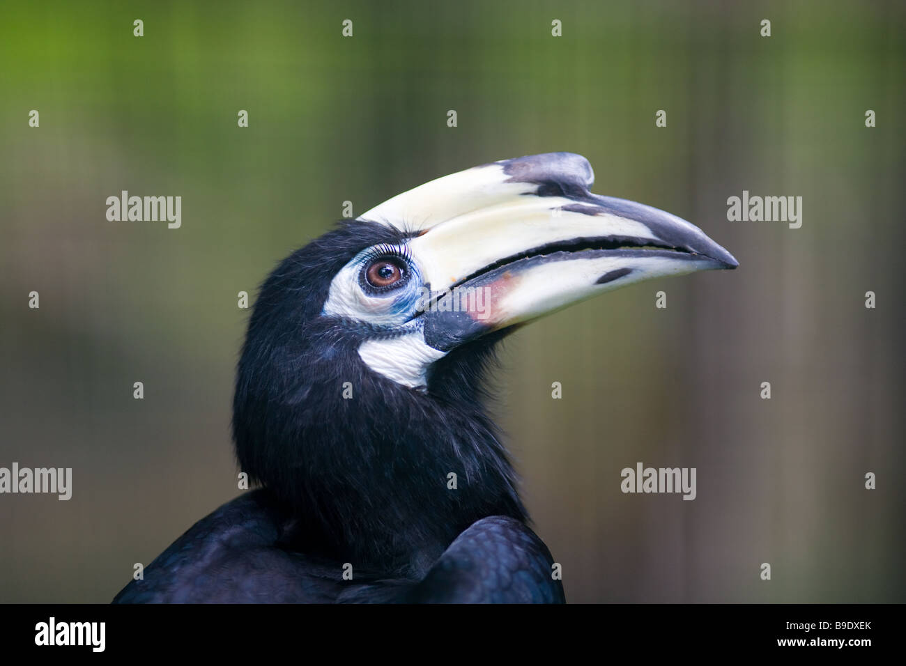 Toucan large hi-res stock photography and images - Alamy