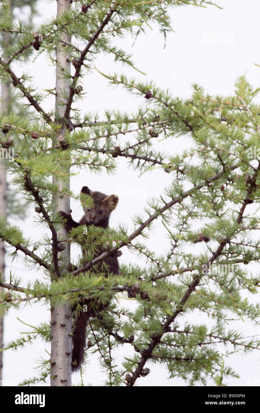 A sable in a tree the Barguzine Nature Reserve Stock Photo - Alamy