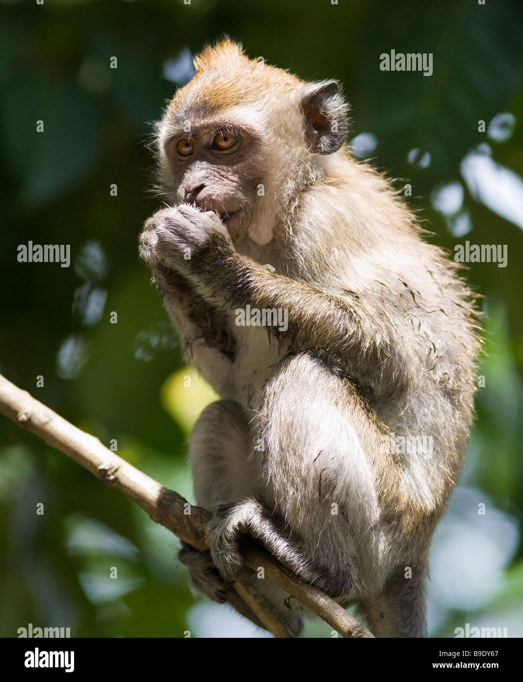 Monkey cub hi-res stock photography and images - Alamy