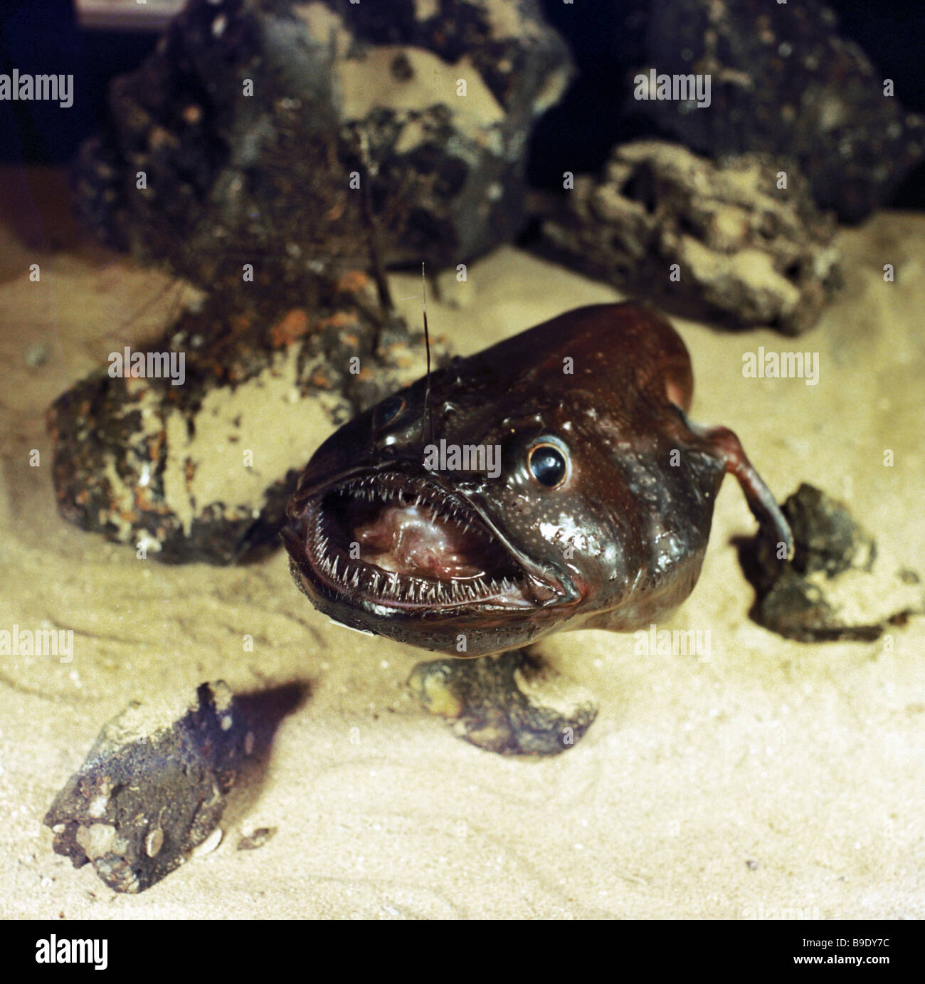 A deep sea angler fish Stock Photo - Alamy