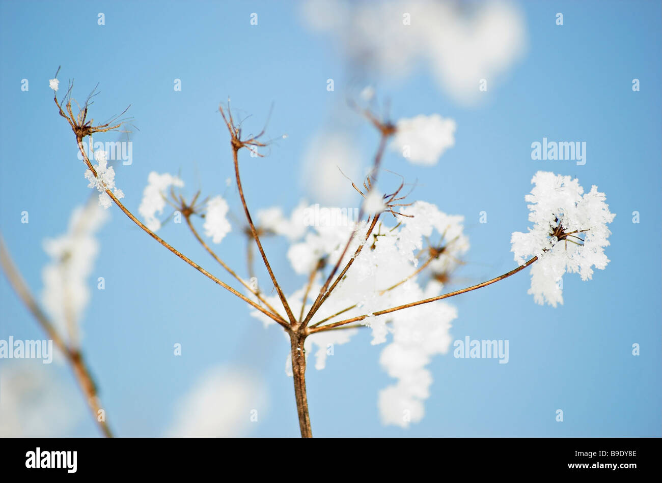 Frozen cow parsley hi-res stock photography and images - Alamy