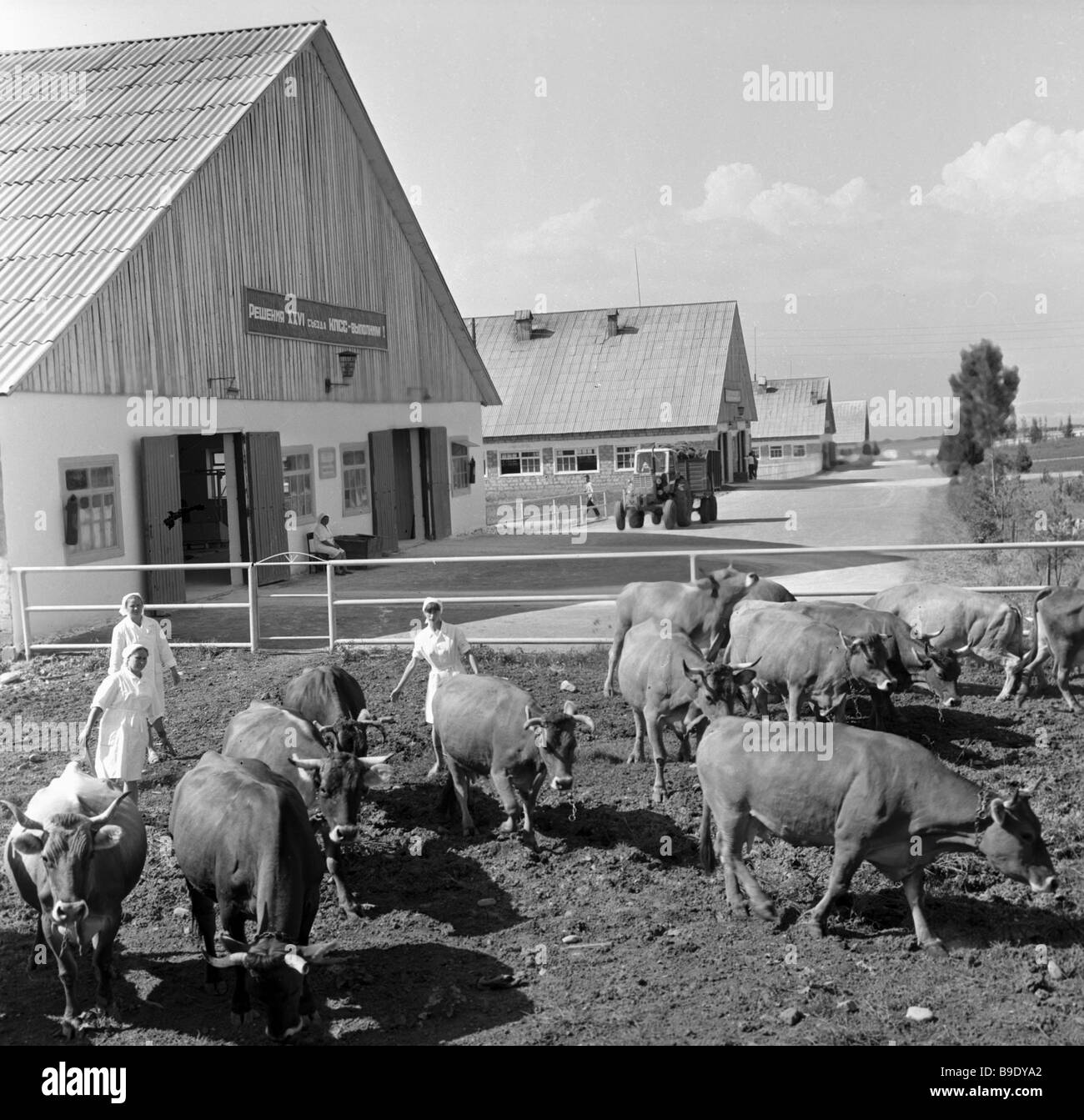The Kalinin Collective Farm s cattle ranch Stock Photo - Alamy