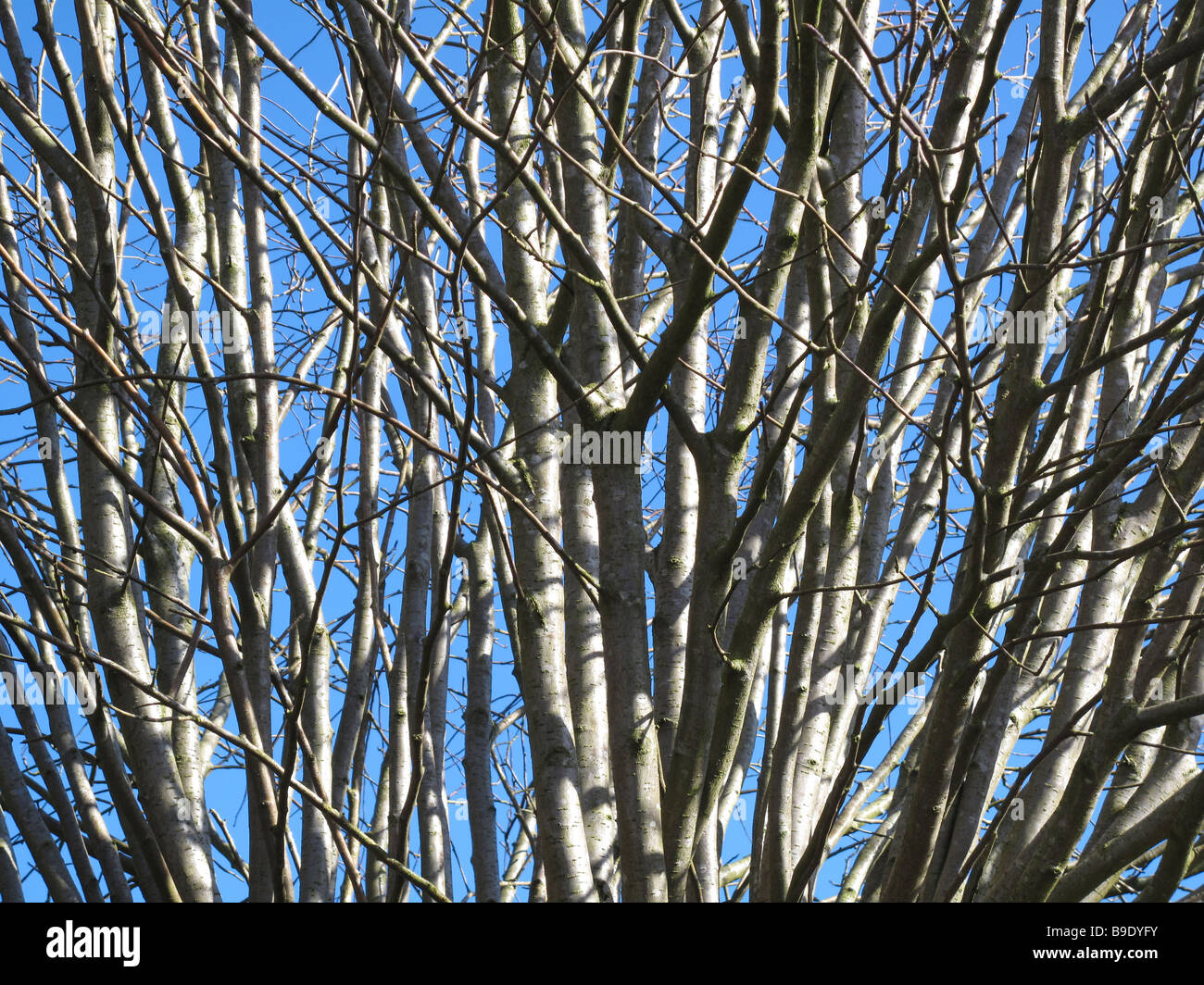 Silver Birch Tree Twigs Stock Photos & Silver Birch Tree Twigs Stock ...