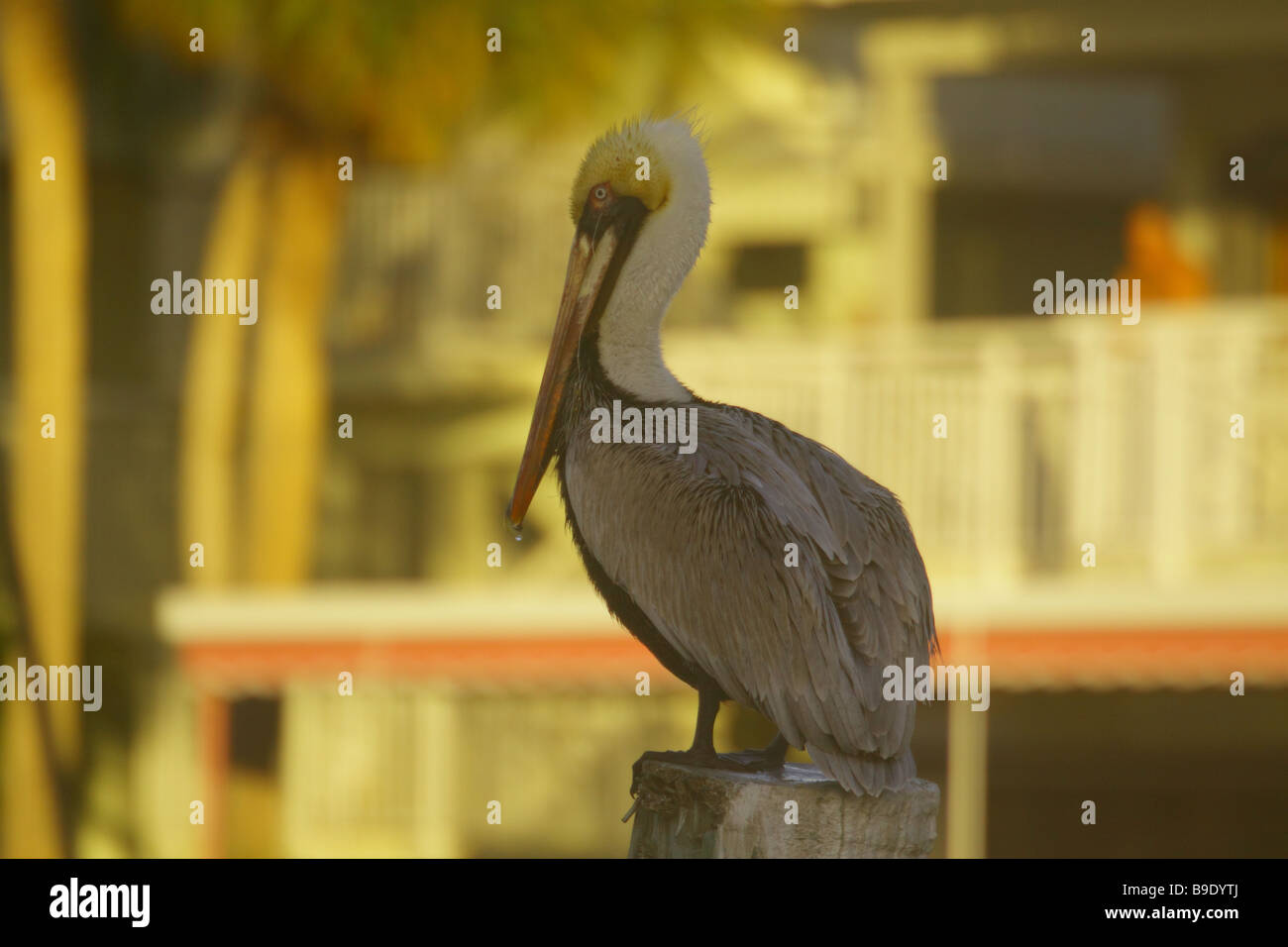 Pelican sitting on post in hi-res stock photography and images - Alamy
