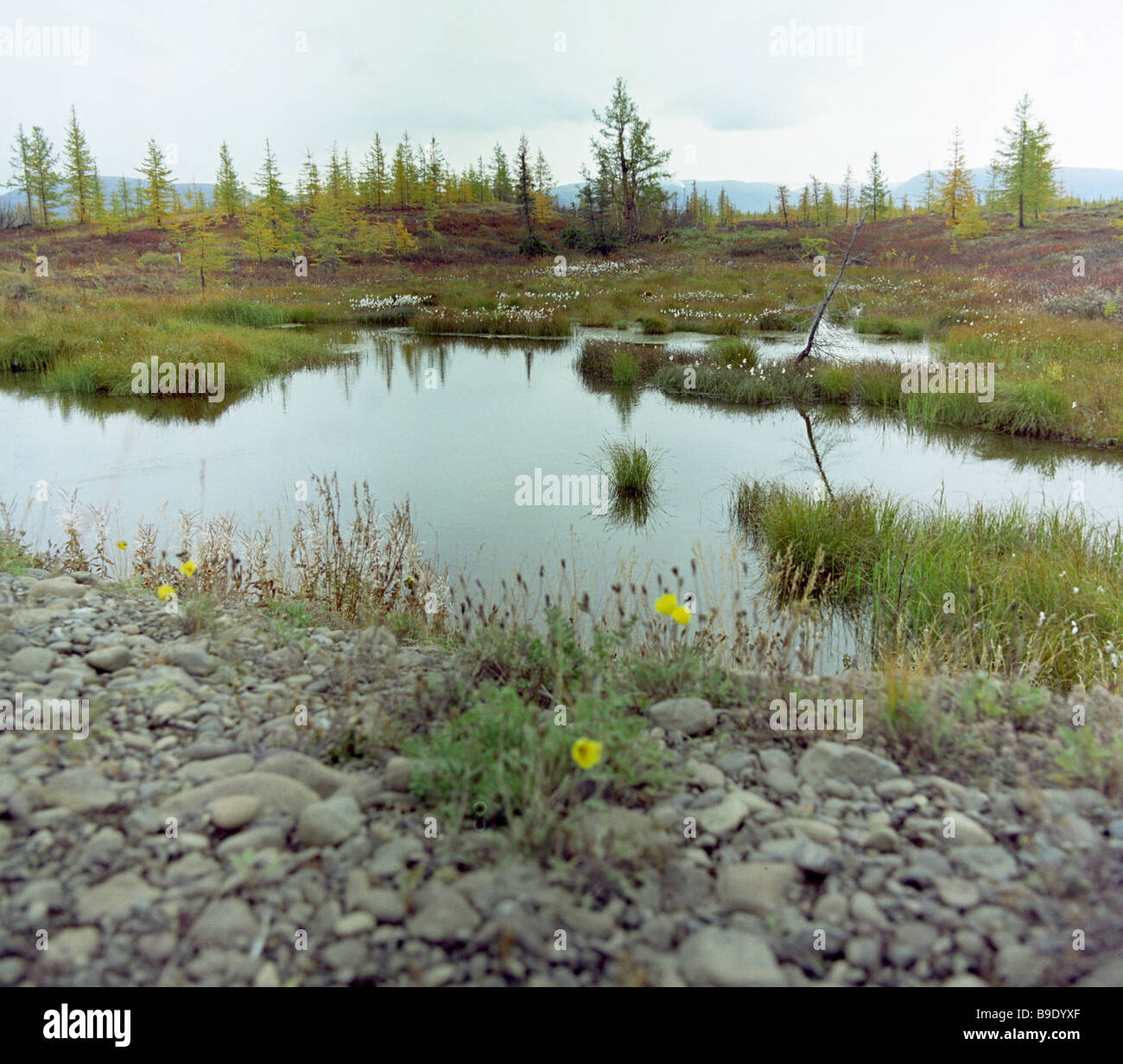A fall landscape in the north Stock Photo - Alamy
