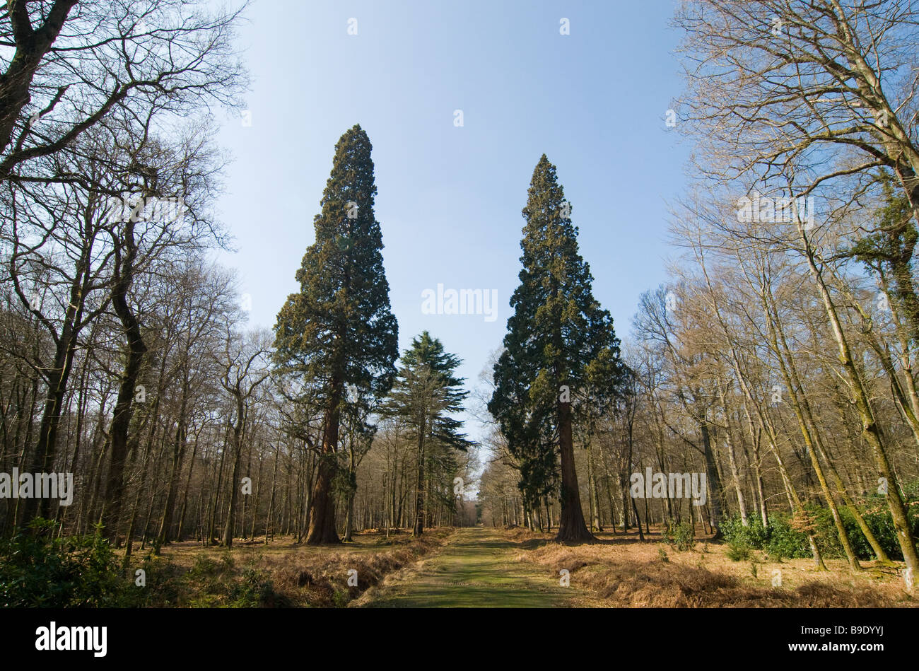 Spring in forest tall trees hi-res stock photography and images - Alamy