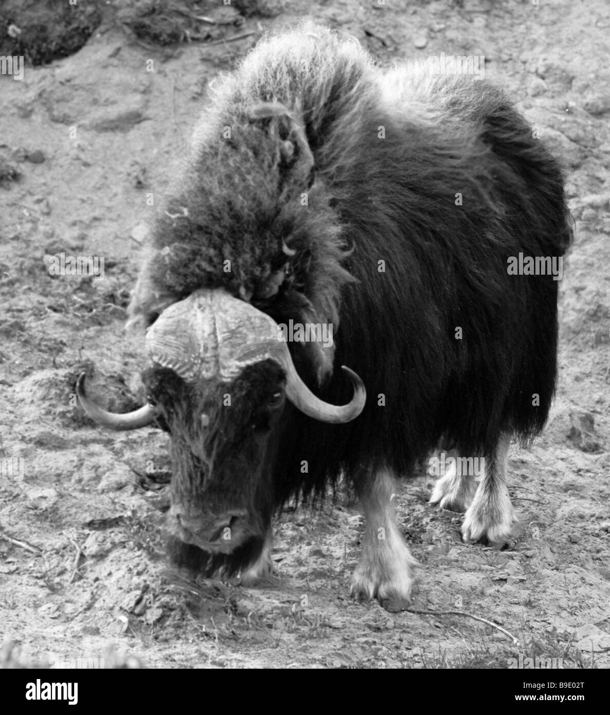 A musk ox in the Taimyr tundra Stock Photo - Alamy