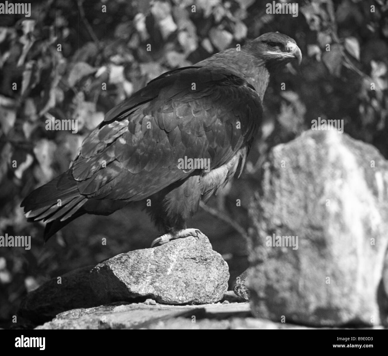 A golden eagle in the Teberda nature preserve North Caucasus Stock ...