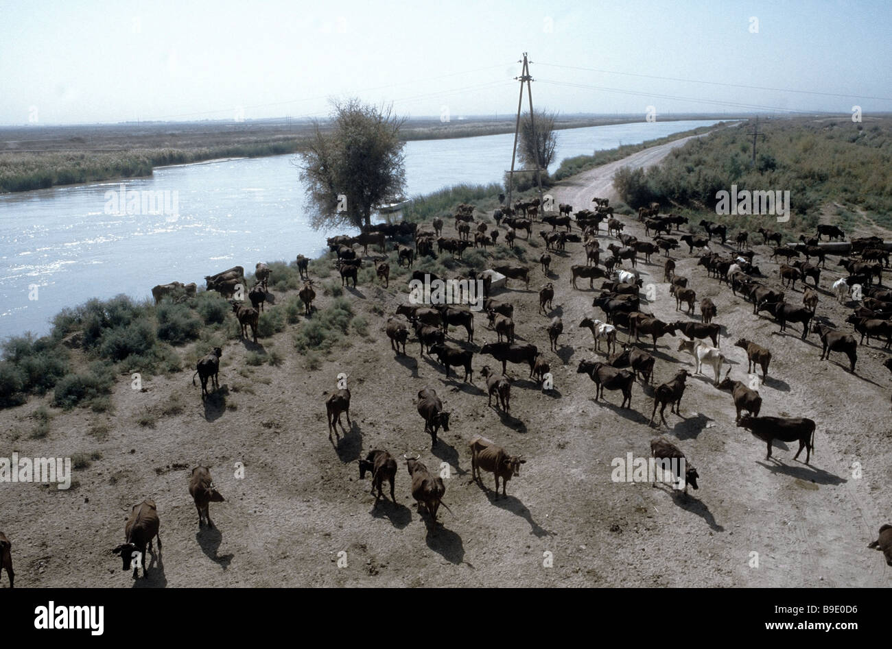 Cattle grazing on the Karakum Canal bank in arid Turkmenistan Stock ...