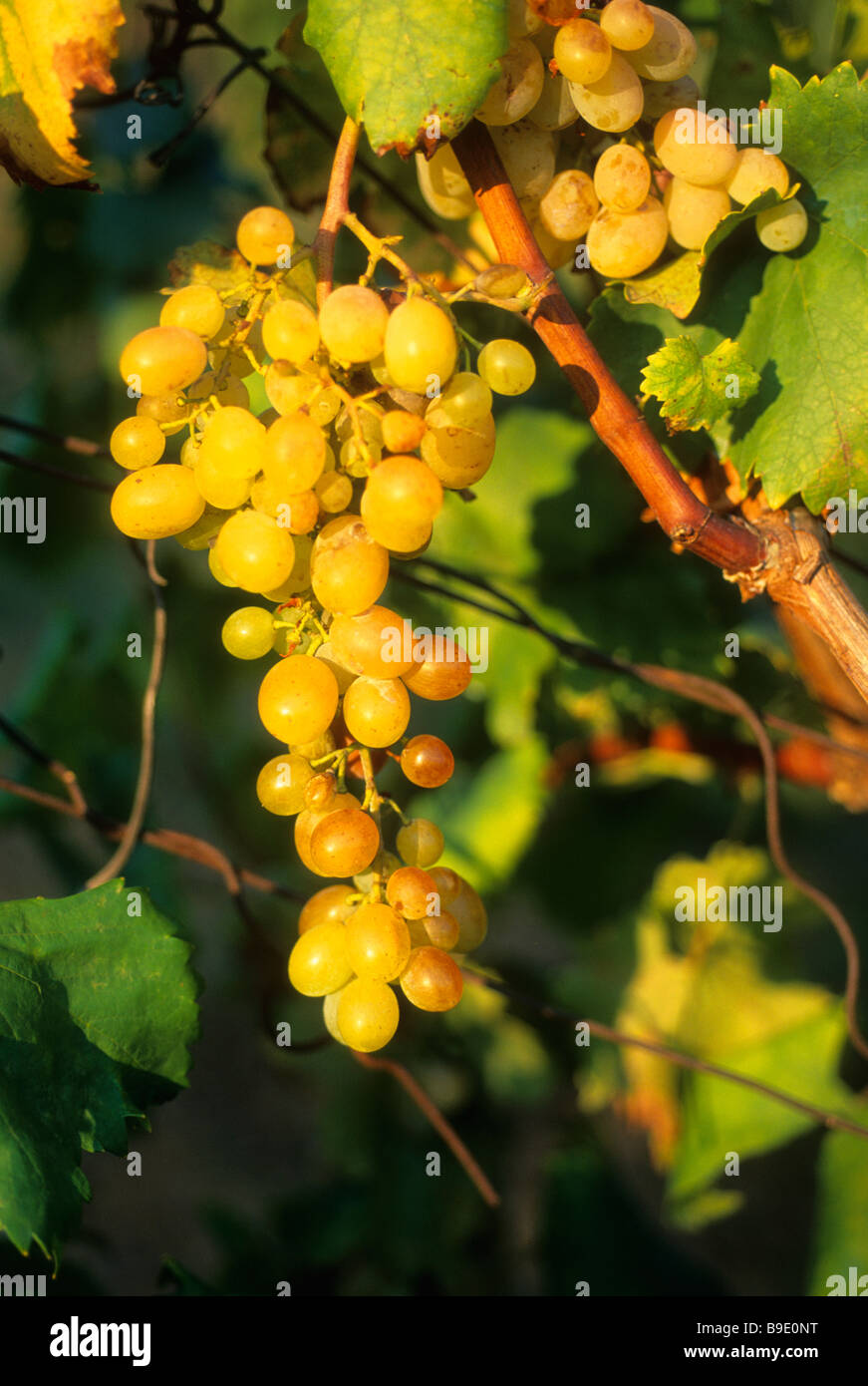 Grapes on the vine in Tuscany. White ripe cluster of grapes in an ...