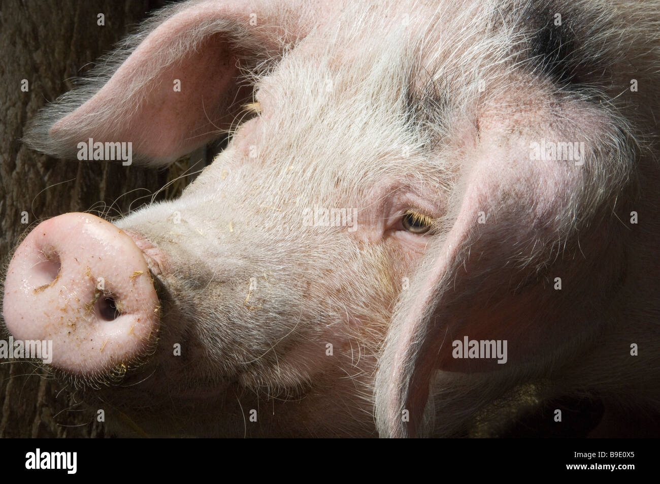 The head and snout of a pig Stock Photo - Alamy