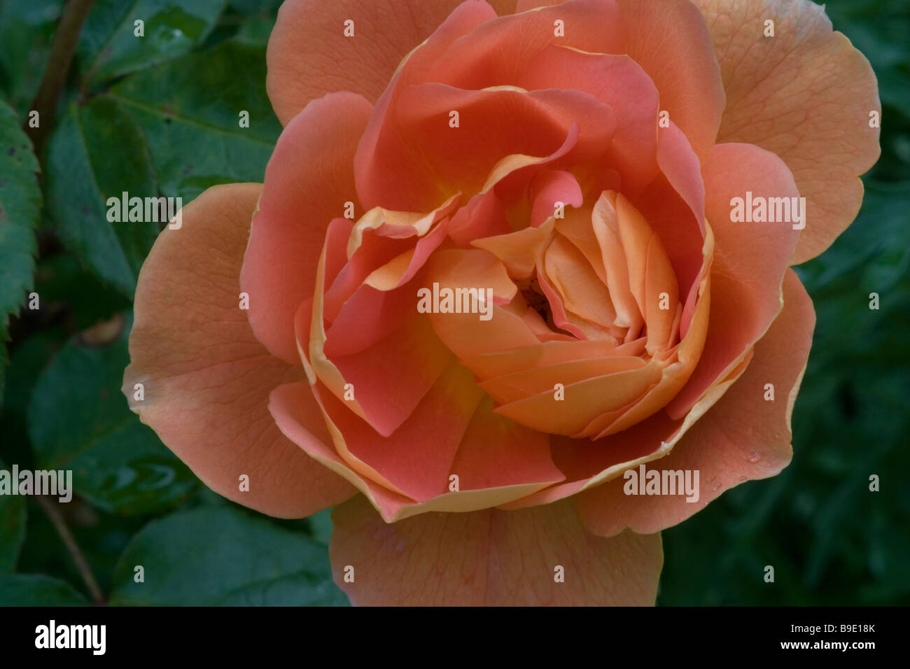 David Austin English Rose 'Pat Austin' Stock Photo - Alamy