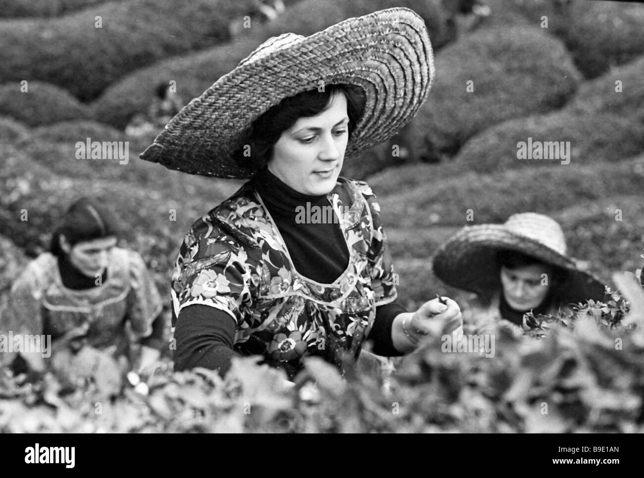 Collective farmers gathering tea leaves Stock Photo - Alamy