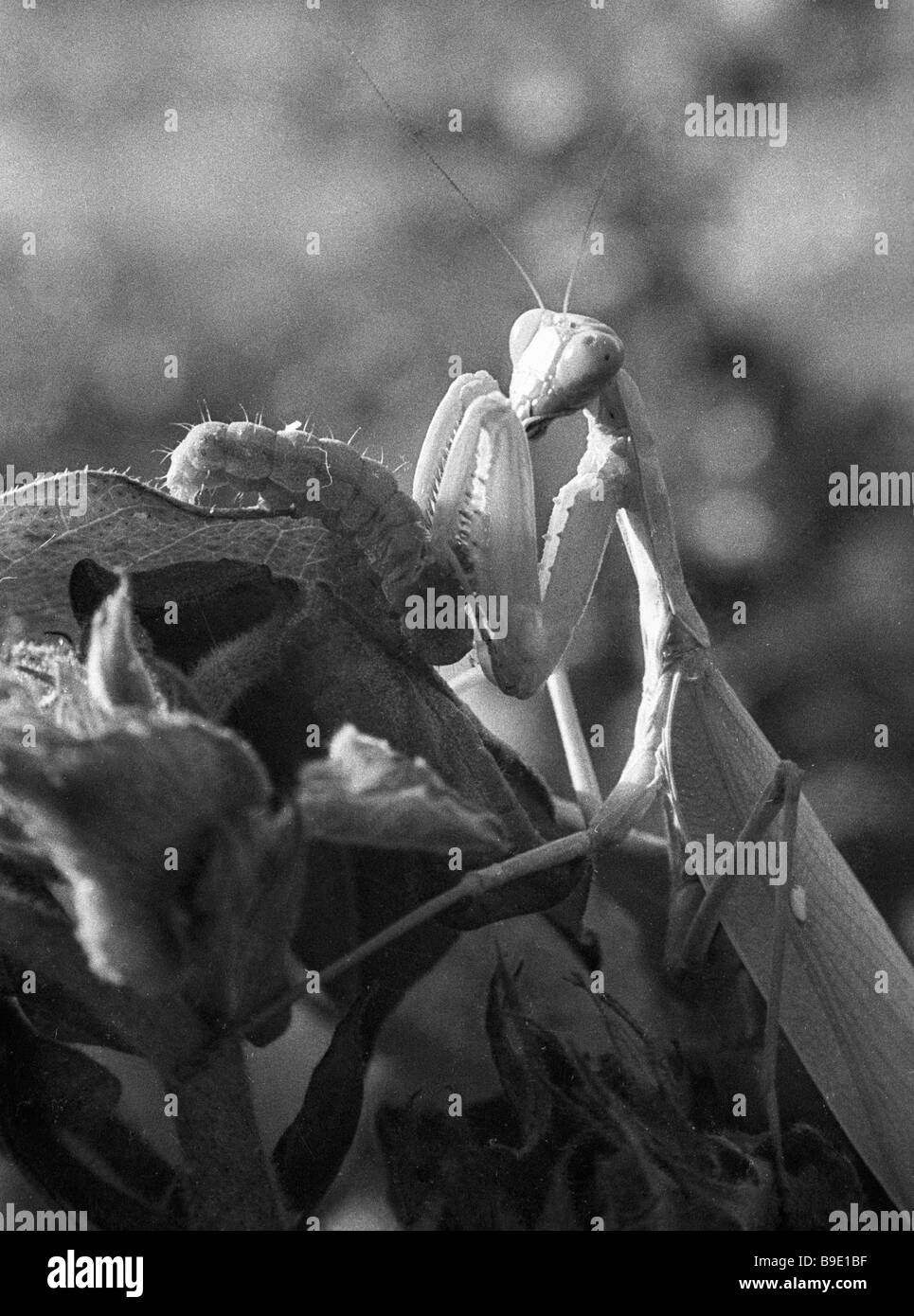 A praying mantis eating a cutworm larva Stock Photo - Alamy